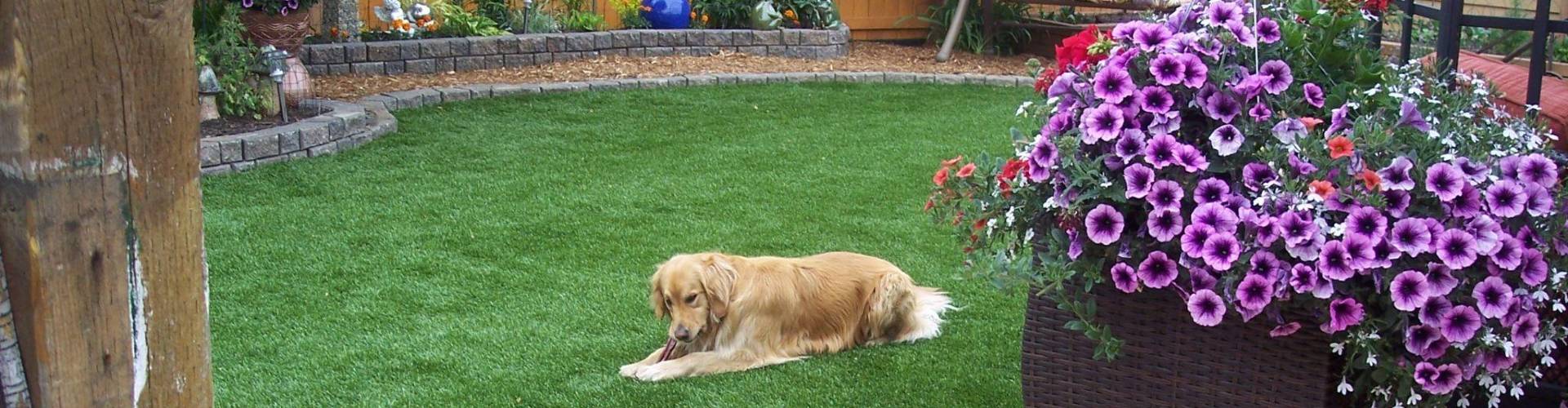8 Frequently Asked Questions About Artificial Grass For Dogs in Toronto, ON